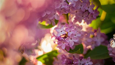Light Pink Lilac Flowers Green Leaves Blur Bokeh Hd Flowers
