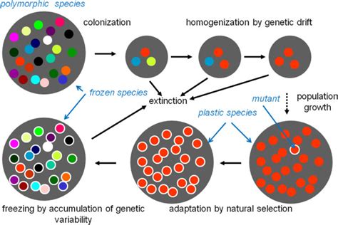 Adaptive Evolution In Sexual Species According To Frozen Plasticity Download Scientific Diagram