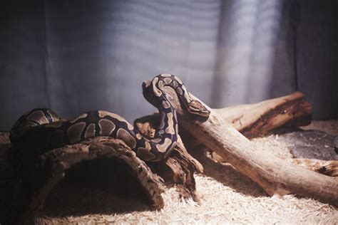 Can I Tell My Ball Pythons Sex Without Popping Or Probing My Pet Python