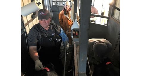 Three Keys For Successful Beef Cattle AI Morning Ag Clips