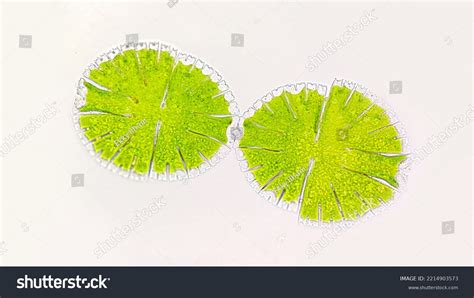 Green Microalgae Micrasterias Asexual Reproduction Via Stock Photo 2214903573 Shutterstock