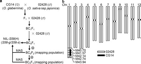 Construction Of A Near Isogenic Line Nil For Mapping S A Download Scientific Diagram
