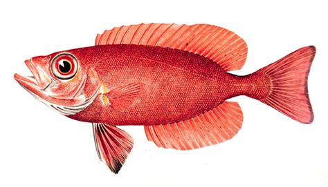 Priacanthus Arenatus Wikipedia
