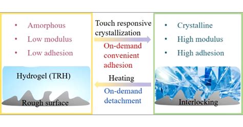 Bioinspired Touch Responsive Hydrogels For On Demand Adhesion On Rough