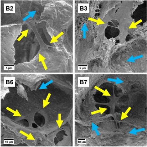 Sem Images Mc3t3 Pre Osteoblast Cells On The Composite Tissue
