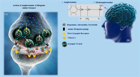 Amphetamine Structure Vs Methamphetamine