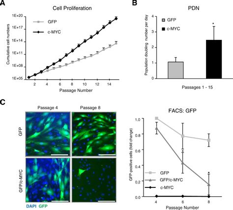 Impact Of C Myc Expression On Proliferation Differentiation And Risk Of Neoplastic