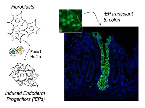 Single Cell Mapping Of Lineage And Identity In Direct Reprogramming