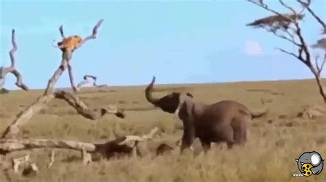 میمون شیرها را به جان حیوانات انداخت و شیر در بالای درخت به دنبال میمون است فیلو