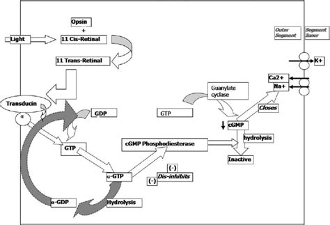 Rhodopsin Cycle Animation
