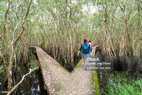 멜라루카 숲에는 아침에 하는 아름 다운도 통과 하는 관광객 교차로에 대한 스톡 사진 및 기타 이미지 교차로 우림 걷기 Istock