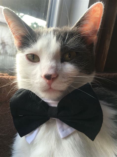 Names Mikey Mikey Cat Scrolller