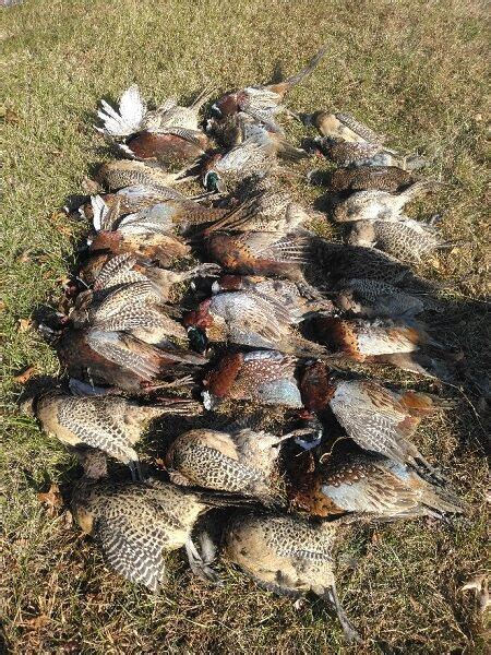 Nice Day In The Field Upland Bird Hunting Nj Woods And Water