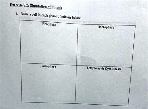 Exercise 2 Simulation Of Mitosis Draw A Cell In Each Phase Of Mitosis