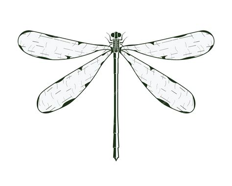 Premium Vector Dragonfly Vector Illustration