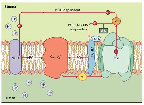 Ros Generation In The Light Reactions Of Photosynthesis Triggers