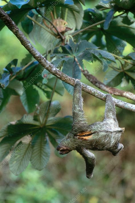 Brown Throated Three Toed Sloth Stock Image C0045528 Science