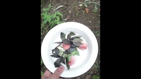 რაჯობი სოფელს კიტრი პამიდორი მწვანილი და წიწაკა Youtube