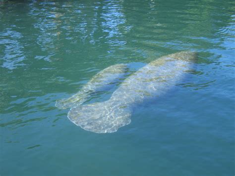 New Study Revolutionizes Gene Expression Analysis Across Species The