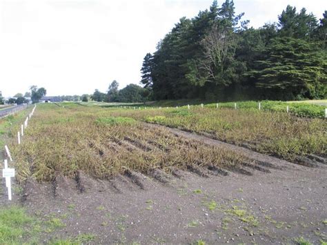 Late Blight Control Mix And Alternate Fungicides Free