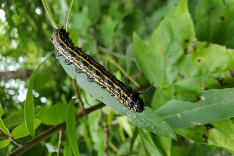 Foto Ulat Deteksi Predator Lewat Listrik Yang Diipancarkannya