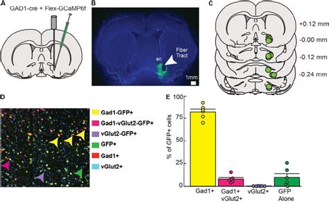 Anatomical And Cellular Characterization Of Gcamp6f Expression In