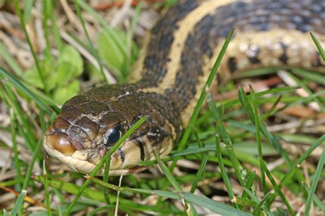 Definitive Guide To Common Garter Snake Facts Habitat Conservation
