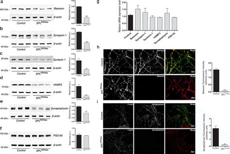 Expression Of Presynaptic Proteins Is Reduced In Spl Fl Fl Nes Mice Download Scientific