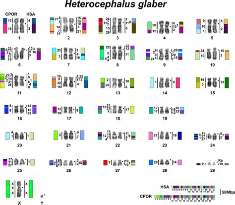 Naked Mole Rat HGL Karyotype With Homologies To Guinea Pig CPOR And
