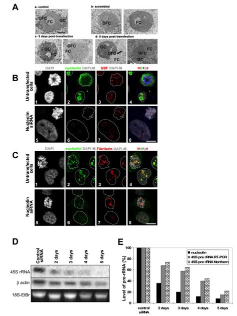 The Nucleolar Structure Is Disrupted In Nucleolin Depleted Cells A Download Scientific