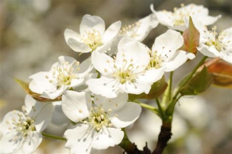 사과·배·복숭아 등 과수 나무 개화 시기 최대 11일 빨라 냉해 피해 우려