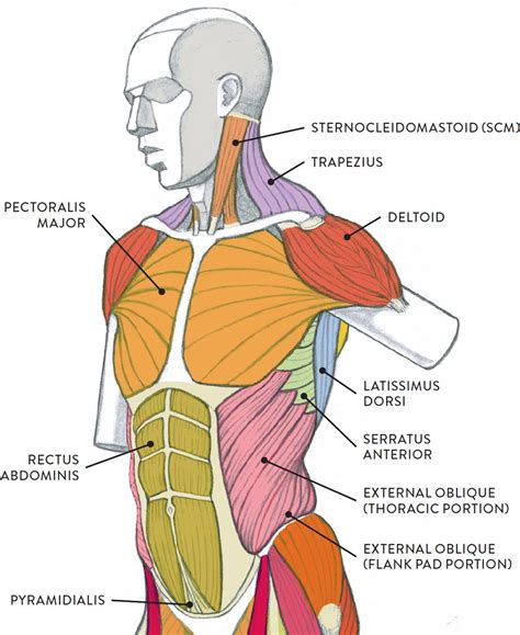 Muscles Of Torso Diagram