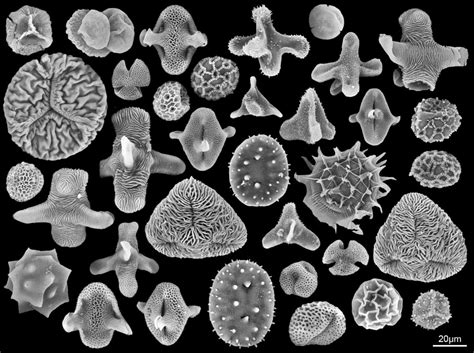 A Collage Of Several Fossil Pollen Grains Spores Frontal Cortex