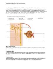 The Urinary System Pre Lab Pdf Intermediate Physiology The Urinary System The Urinary