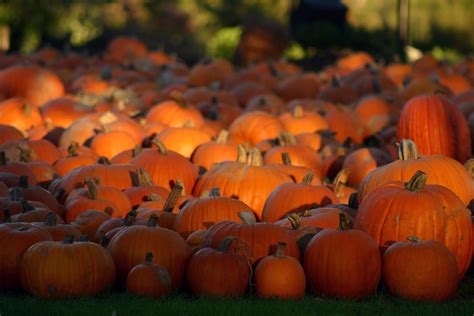 Pumpkin Farm Wallpapers Top Free Pumpkin Farm Backgrounds