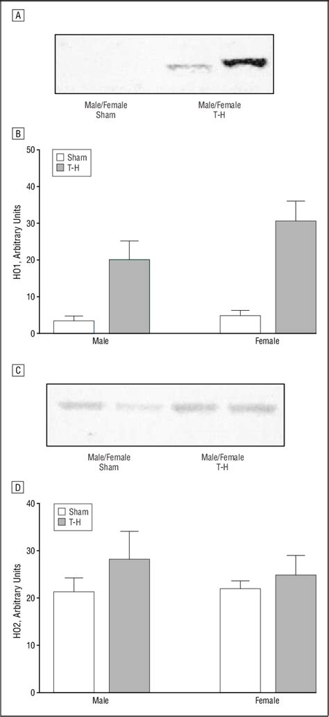 Figure 2 From Sex Differences In Hepatic Heme Oxygenase Expression And