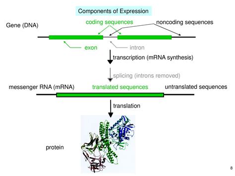 An Introduction To Molecular Biology Ppt Download
