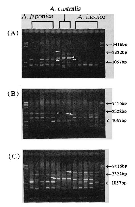 Figure 1 From Random Amplified Polymorphic Dna Rapd For