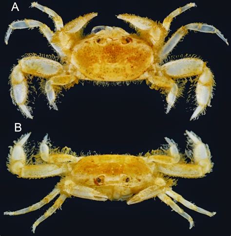 Sciency Thoughts A New Species Of Frog Crab From The Early Cretaceous