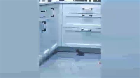 Эти животные поднимут настроение любому