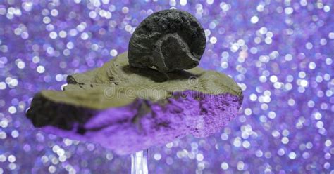Ammonite Is A Fossil Of A Squid Photographed In Close Up In Studio Ammonite Is A Fossil Of A Squid Photographed In Close Up In Studio