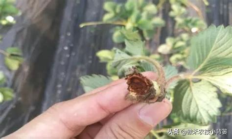 草莓炭疽病和根腐病都会造成烂根死棵两种病害如何区分和防治 东方养生频道 东方养生