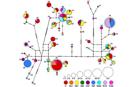 median joining haplotype network based on mitochondrial dna sequences