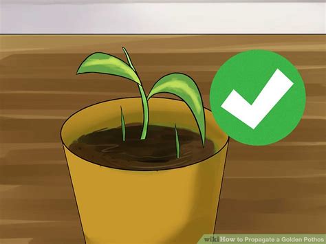 How To Propagate A Golden Pothos 9 Steps With Pictures