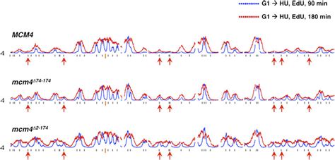 Fig S3 Progression Of The Replication Fork From 90 180 Min In Hu Download Scientific Diagram