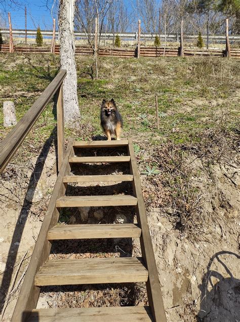 Мини Немски Шпиц