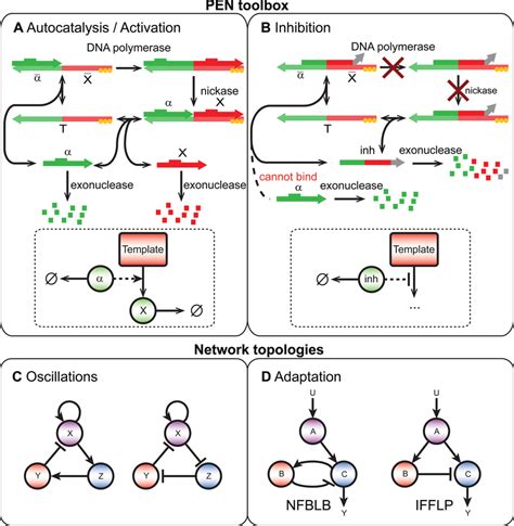 Bottom Up Engineering Of In Vitro Biochemical Reaction Networks Using