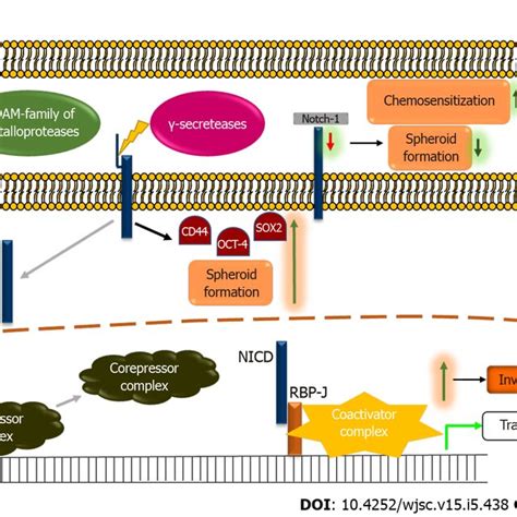 The Notch Signaling Pathway And Cancer Stemness In Absence Of The Download Scientific Diagram