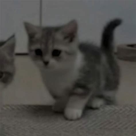 Пин от пользователя Жук Полина на доске котики Котята Очаровательные