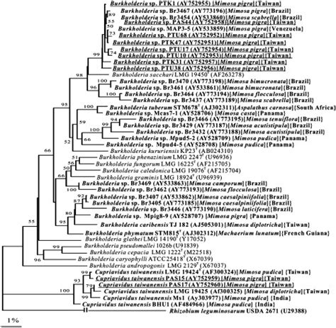 Neighbour Joining Showing Phylogenetic Positions Of Taiwanese Mimosa Download Scientific